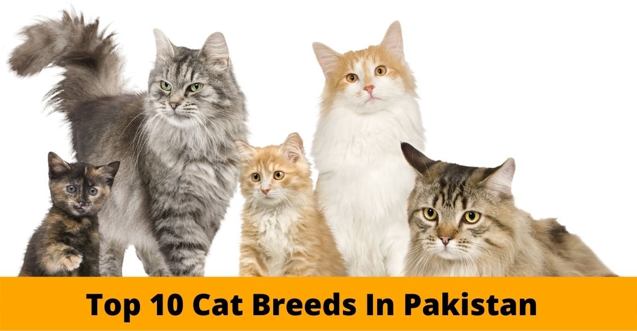 Top 10 Cat Breeds In Pakistan 2022 EPetStore pk Top 10 Cat Breeds In Pakistan 2022 EPetStore pk
